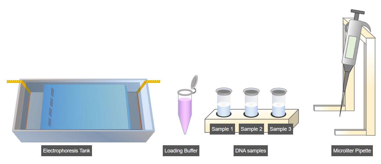 C. Preparation of DNA Sample